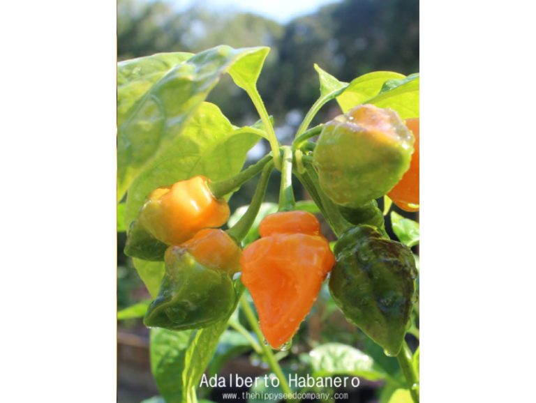 The Chef's Chilli Choice - The Hippy Seed Company