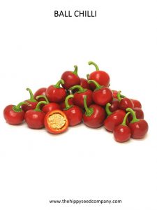 Ball Chilli - A Great Choice for Stuffed Chilli - The Hippy Seed Company