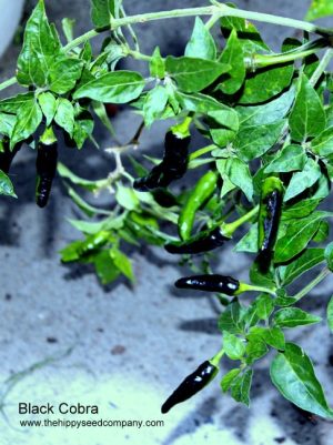 Black Cobra Chilli - The Hippy Seed Company