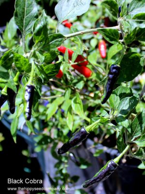 Black Cobra Chilli - The Hippy Seed Company