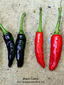 Black Cobra Chilli - The Hippy Seed Company - Your Chilli Experts