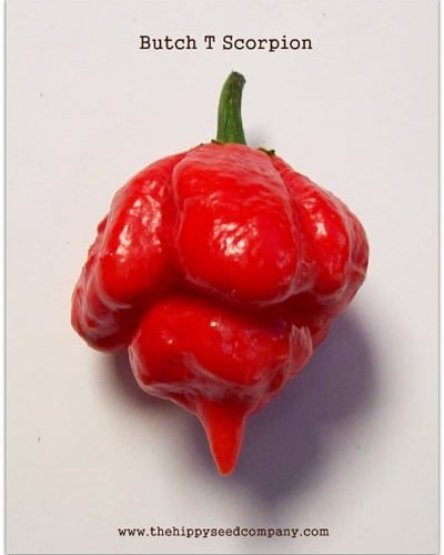 Kraken Scorpion Orange Chilli Seeds from The Hippy Seed Company