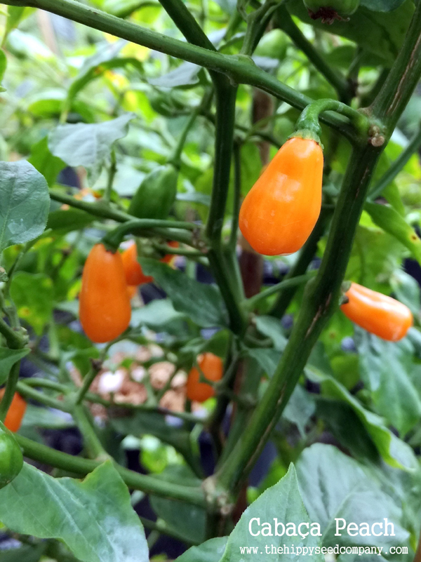 Cabaça Peach, The Hippy Seed Company - Your Chilli Seed Experts