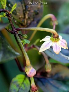 Cheiro Roxa, The hippy Seed Company - Your Chilli Experts