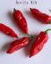 Yellow Devils Tongue, The Hippy Seed Company - Your Chilli Experts