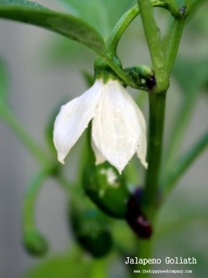 Jalapeno Goliath - The Hippy Seed Company