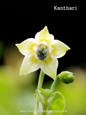 Kanthari Chilli - The Hippy Seed Company