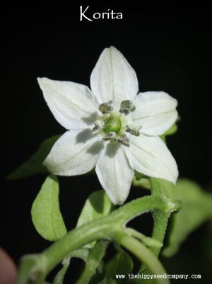 Korita Pepper - The Hippy Seed Company
