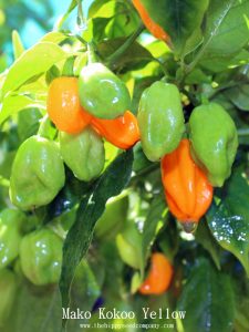 Mako Kokoo Yellow Chilli Seeds from The Hippy Seed Company