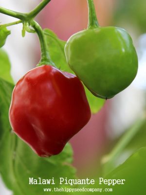 Malawi Piquante Pepper - The Hippy Seed Company