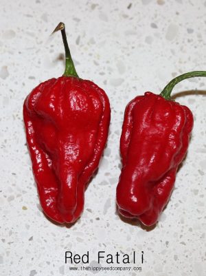 Red Fatali - The Hippy Seed Company