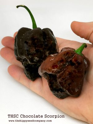 THSC Chocolate Trinidad Scorpion - The Hippy Seed Company