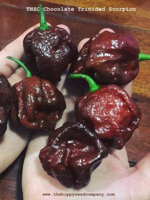 THSC Chocolate Trinidad Scorpion - The Hippy Seed Company