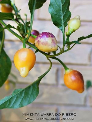 Pimenta Barra do Ribeiro - The Hippy Seed Company