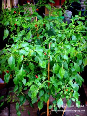 Pinguita de Mono Pepper - The Hippy Seed Company