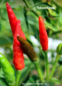 Takanotsume Pepper - The Hippy Seed Company
