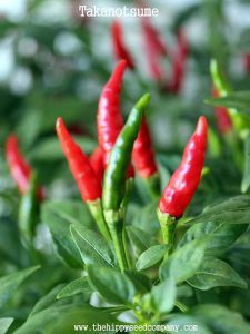 Takanotsume Pepper - The Hippy Seed Company
