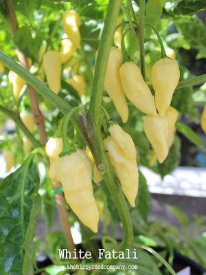 White Fatali Chilli - The Hippy Seed Company
