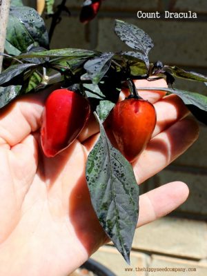 Count Dracula Chilli - The Hippy Seed Company