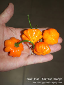 Brazilian Starfish Orange Chilli Seeds from The Hippy Seed Company
