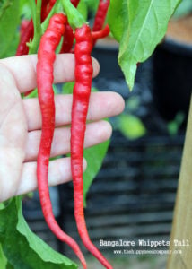 Bangalore Whippets Tail, The Hippy Seed Company - Your Chilli Seed Experts