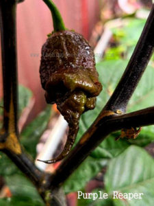 Purple Reaper Chilli Seeds from The Hippy Seed Company