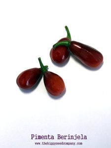 Pimenta Berinjela - The Hippy Seed Company