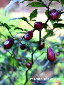 Pimenta Berinjela - The Hippy Seed Company