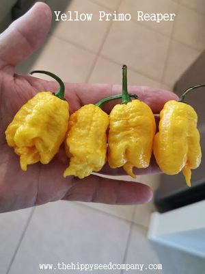 Yellow Primo Reaper - The Hippy Seed Company