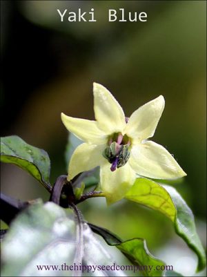 Yaki Blue - The Hippy Seed Company