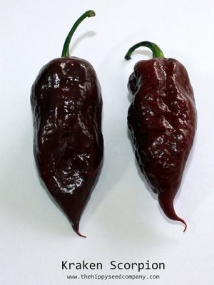 Kraken Scorpion - The Hippy Seed Company
