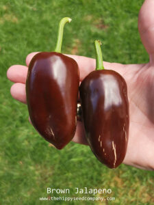 Brown Jalapeno Chilli Seeds from The Hippy Seed Company