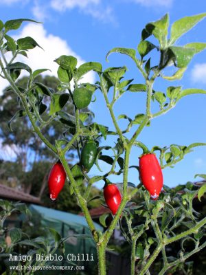 Amigo Diablo Chilli - The Hippy Seed Company