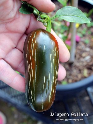 Jalapeno Goliath - The Hippy Seed Company