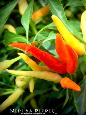 Medusa Pepper - The Hippy Seed Company