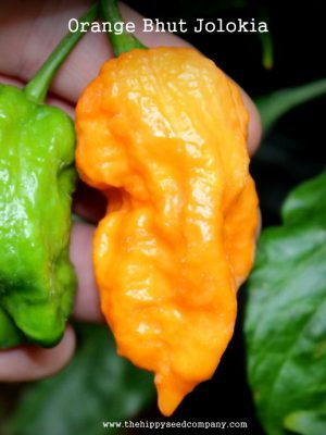 Orange Bhut Jolokia - The Hippy Seed Company
