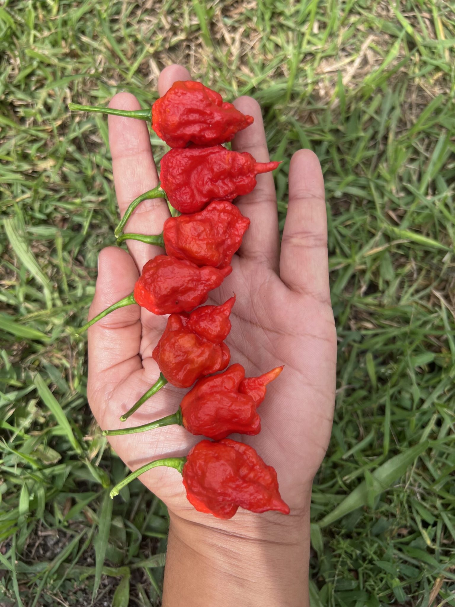 Hurt Berry Red Pepper - The Hippy Seed Company