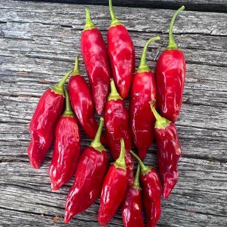 Aji Rojo - The Hippy Seed Company