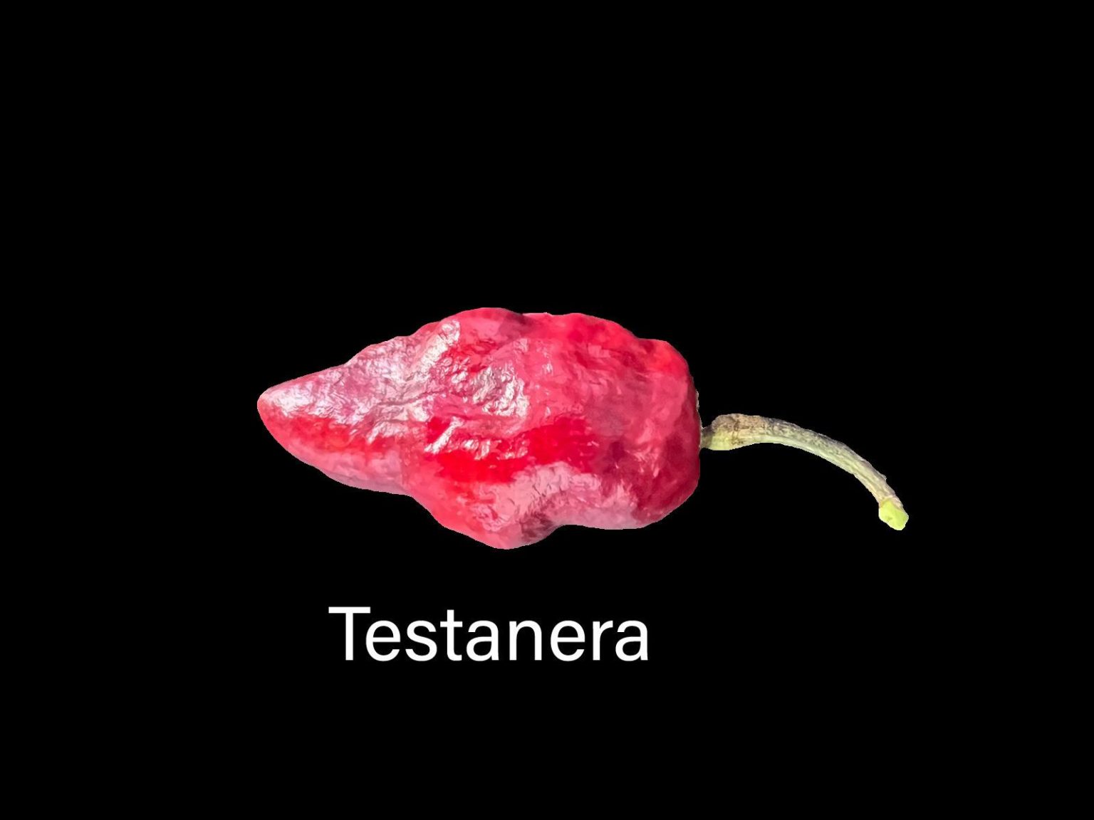 Testanera pepper - The Hippy Seed Company